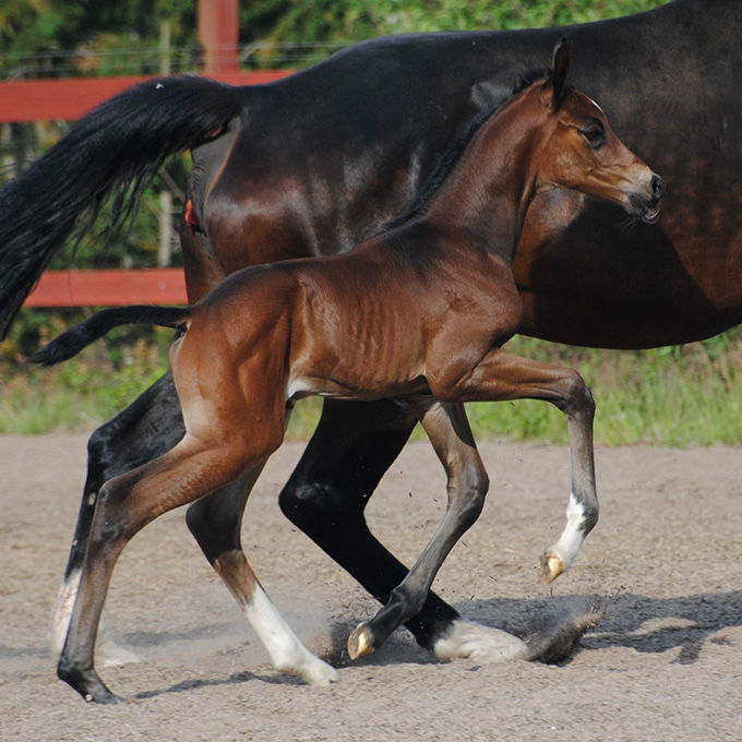 Team SPO | Katt, Foto & Häst